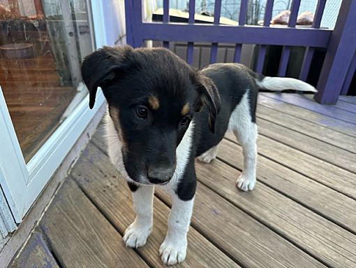 Haskell, NJ - Bernese Mountain Dog/Mixed Breed (Medium). Meet Forty a ...