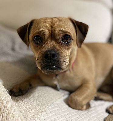 Santa Monica, CA - Puggle. Meet Axel a Pet for Adoption - AdoptaPet.com