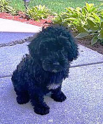 Yorkville, IL - Yorkie Poo/Yorkie, Yorkshire Terrier. Meet ADOPTION ...