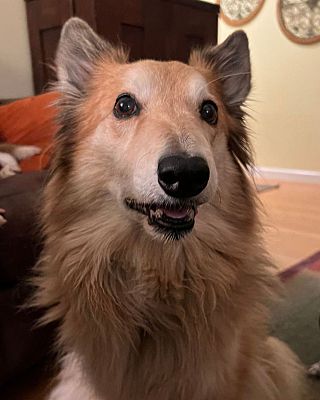 Stafford, TX - Border Collie. Meet Foxie a Pet for Adoption - AdoptaPet.com
