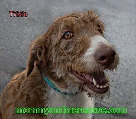 Shamokin, PA - Bernese Mountain Dog/Poodle (Standard). Meet Trixie a ...
