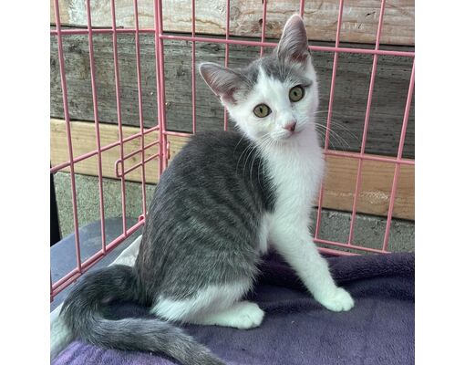 Simi Valley, CA - Domestic Shorthair. Meet Maya a Pet for Adoption ...