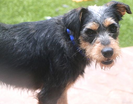 Mansfield, MA - Welsh Terrier/Schnauzer (Miniature). Meet Chester a Pet ...