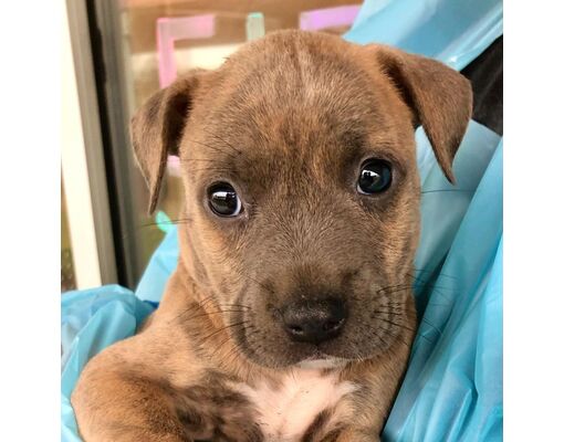 San Antonio, TX - Labrador Retriever/Mixed Breed (Medium). Meet Janel a ...