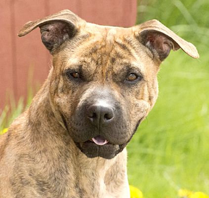 Chicago, IL - Shar Pei/Pit Bull Terrier. Meet Penny a Pet for Adoption ...