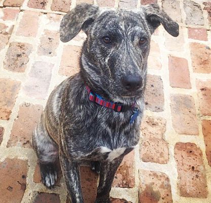 Chicago, IL - Labrador Retriever/Dutch Shepherd. Meet DEXTER a Pet for ...