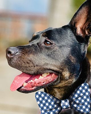 Decatur, GA - Cattle Dog/American Bulldog. Meet Angel a Pet for ...