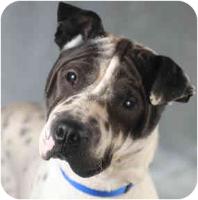 Chicago, IL - Pointer. Meet Porter a Pet for Adoption.