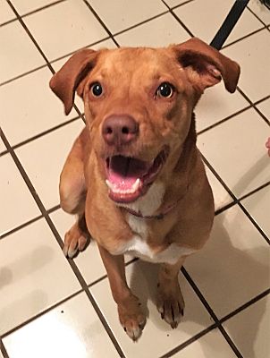 Oklahoma City, OK - Boxer/Brittany. Meet Zarina a Pet for Adoption ...