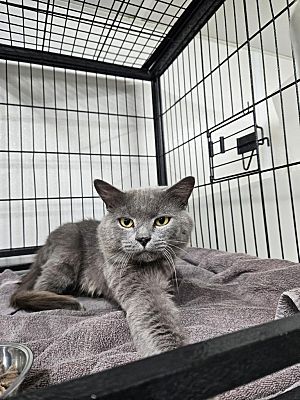 Ridgely, MD - Russian Blue. Meet Beechnut a Pet for Adoption ...