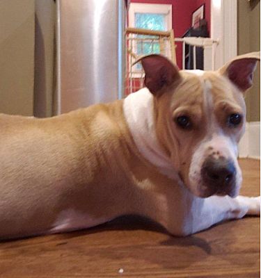 Decatur, GA - American Bulldog. Meet Sweet Pea a Pet for Adoption ...