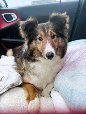 Buffalo, NY - Sheltie, Shetland Sheepdog. Meet Willa a Pet for Adoption ...