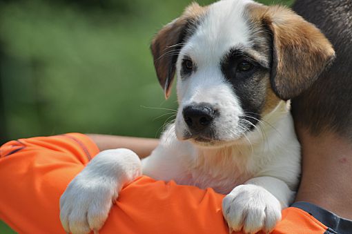 Sparta, NJ - Labrador Retriever/Beagle. Meet Jastin a Pet for Adoption ...