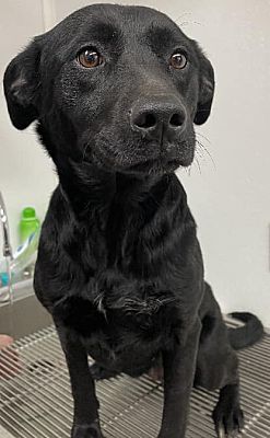 Sedan, KS - Labrador Retriever. Meet Betty a Pet for Adoption ...