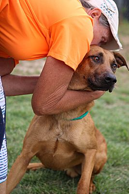 Kerrville, TX - Catahoula Leopard Dog. Meet Scooby a Pet for Adoption ...