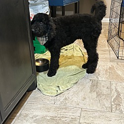 Bellevile, NJ - Goldendoodle. Meet Travis Teal-adoption pending a Pet ...