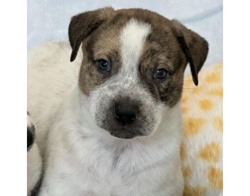 Kanab, UT - American Pit Bull Terrier/Mixed Breed (Medium). Meet Bogan ...