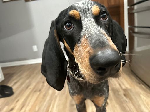 Lynn Haven, FL - Bluetick Coonhound. Meet Derk a Pet for Adoption - AdoptaPet.com