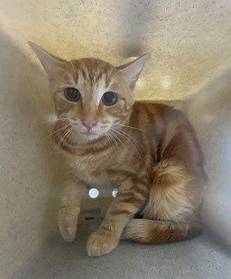 Silverdale, WA - Domestic Shorthair. Meet Gamble - Barn Cat a Pet for ...