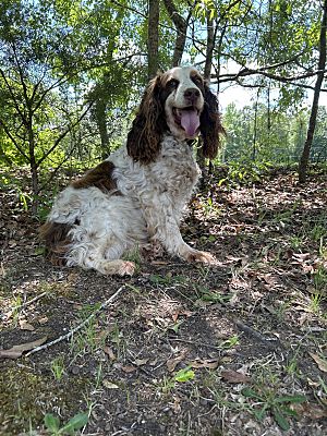 Gray Court, SC - English Springer Spaniel. Meet Brenna a Pet for ...