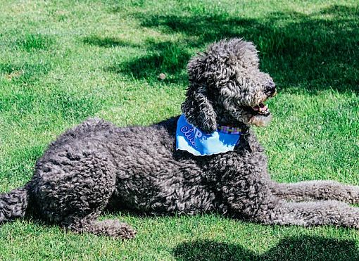 Twin Falls, ID - Standard Poodle. Meet Fergus a Pet for Adoption ...
