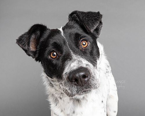 Fort Collins, CO - Pointer/Cattle Dog. Meet TC a Pet for Adoption ...