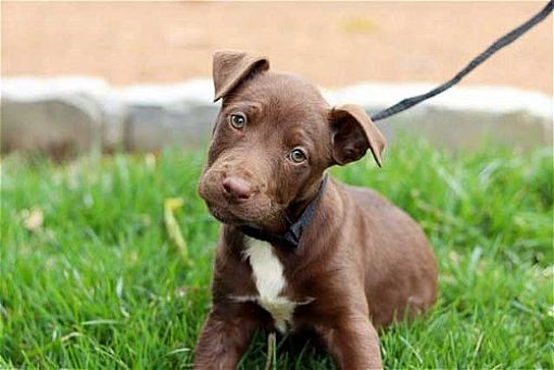 Franklin, TN - Pit Bull Terrier. Meet FOSTERS NEEDED! a Pet for ...
