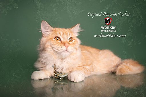 HEMET, CA - Maine Coon. Meet SERGEANT DONOVAN ROCKER a Pet for Adoption ...