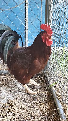 Greenville, TX - Chicken. Meet Rooster - Chicko a Pet for Adoption ...