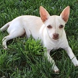 Lathrop, CA - Chihuahua. Meet Layla a Pet for Adoption.