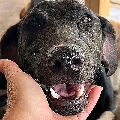 Paterson, NJ - Plott Hound/Labrador Retriever. Meet Eastwood a Pet for ...