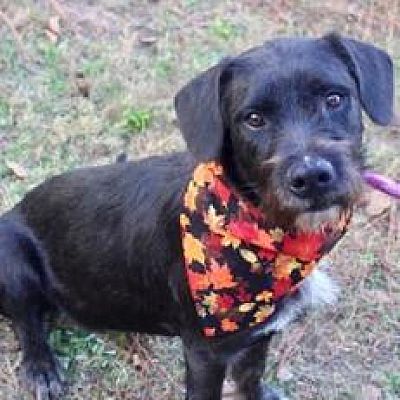 Cumberland, RI - Border Terrier/Terrier (Unknown Type, Small). Meet ...