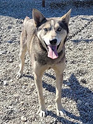 Fairbanks, AK - Husky. Meet MCCREE a Pet for Adoption - AdoptaPet.com