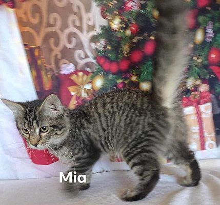 Upper Saddle River, NJ - Maine Coon. Meet Mia a Pet for Adoption ...