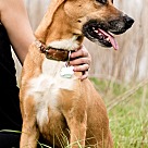 Boxer Puppies - Boxer Rescue and Adoption Near You