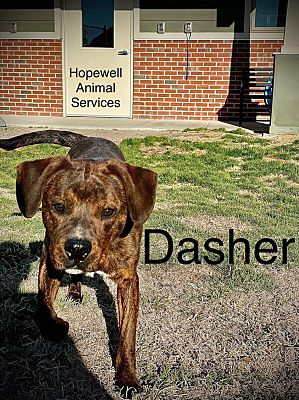 Hopewell, VA - Pit Bull Terrier/Plott Hound. Meet Dasher a Pet for ...