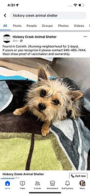 Dallas, TX - Yorkie, Yorkshire Terrier. Meet Alex NKA Charlie a Pet for ...