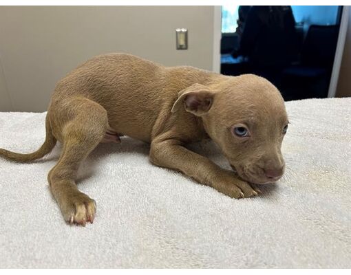 Garland, TX - American Pit Bull Terrier. Meet SCOOBY a Pet for Adoption ...