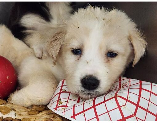 St. Louis, MO - Border Collie. Meet BILLY a Pet for Adoption ...