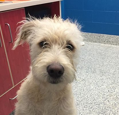 Golden, CO - Irish Wolfhound. Meet Ivy a Pet for Adoption - AdoptaPet.com