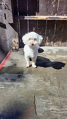 VICTORIA, BC - Maltipoo. Meet Timo a Pet for Adoption - AdoptaPet.com