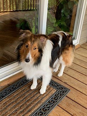 Shell Knob, MO - Sheltie, Shetland Sheepdog. Meet ZUKO a Pet for ...