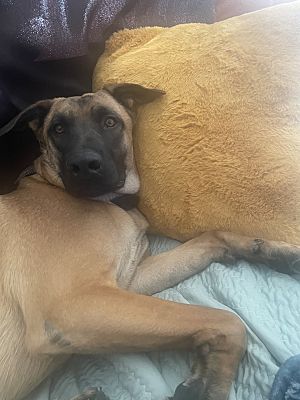 Las Vegas, NV - Belgian Malinois/Rhodesian Ridgeback. Meet Sonny a Pet ...