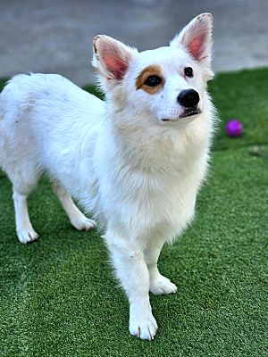 Ottawa, ON - Corgi/Spitz (Unknown Type, Medium). Meet Dot a Pet for ...