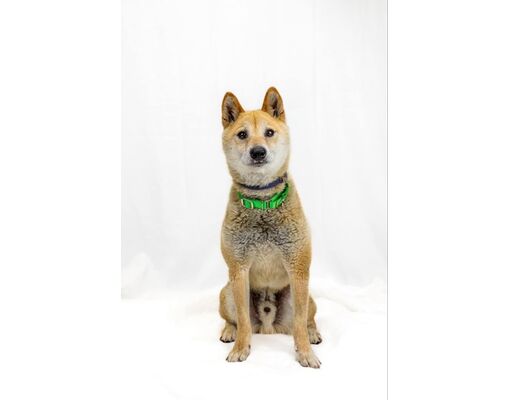 Wantagh, NY - Shiba Inu/Mixed Breed (Medium). Meet Kaito a Pet for ...