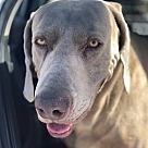 Weimaraner Puppies - Weimaraner Rescue and Adoption Near You