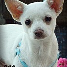 Corgi Puppies - Corgi Rescue and Adoption Near You