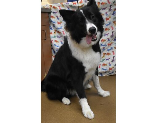Gainesville, GA - Border Collie/Great Pyrenees. Meet Brodie a Pet for ...