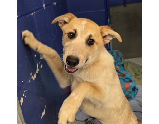 Eastford, CT - Great Pyrenees/Australian Cattle Dog. Meet CT Mira a Pet ...