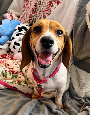 Milton, DE - Beagle. Meet Debbie Cakes a Pet for Adoption - AdoptaPet.com